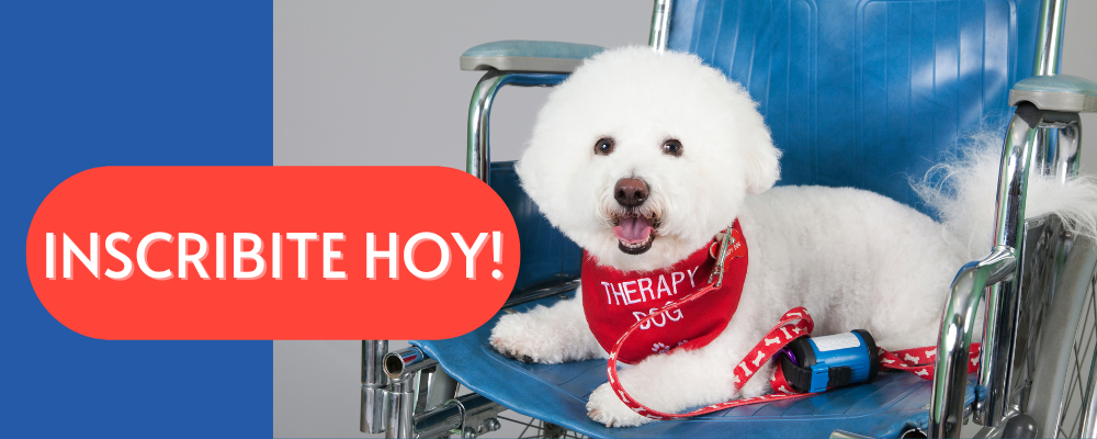 Entrenamiento Positivo Para Perros de Terapia